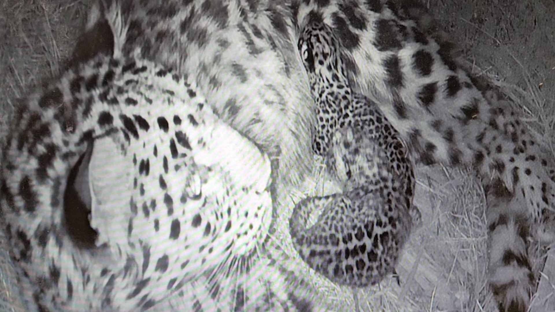 Amur leopard cubs born at Colorado's Cheyenne Mountain Zoo | 9news.com