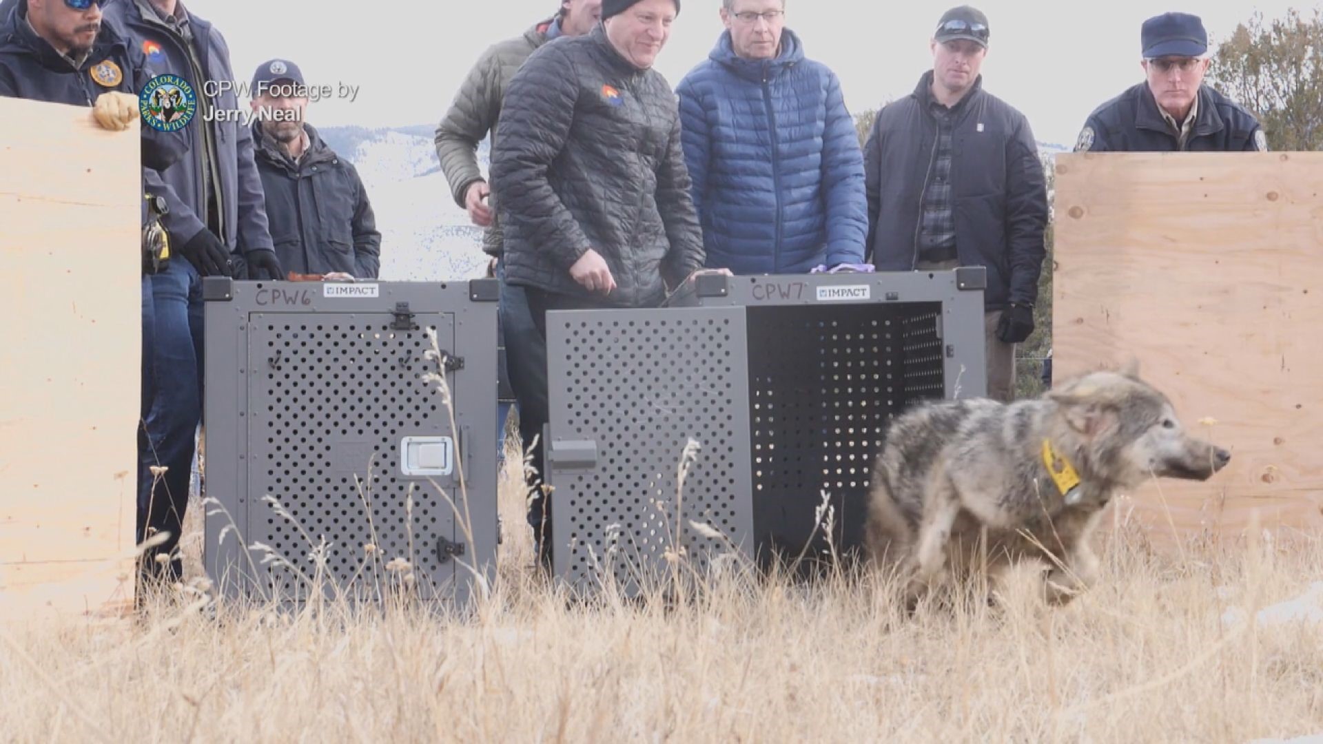 First 5 wolves released in reintroduction plan approved by voters ...