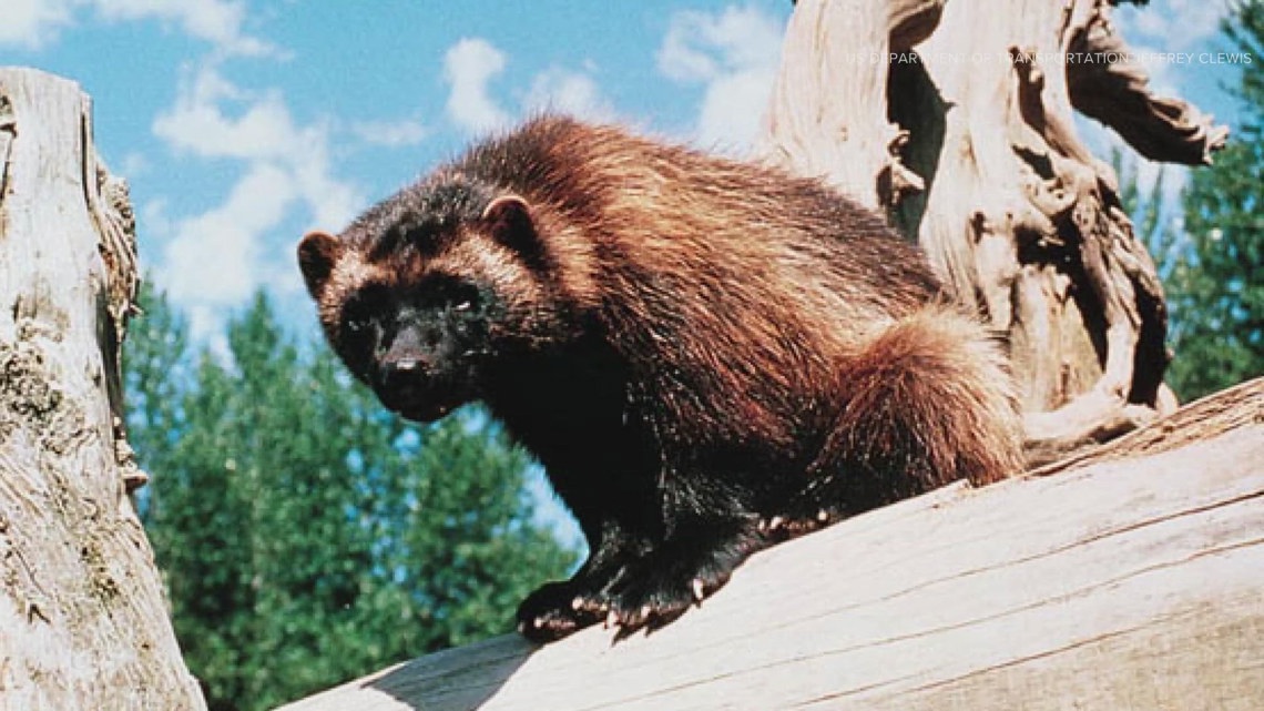 Colorado to reintroduce wolverines, a first for the US | 9news.com