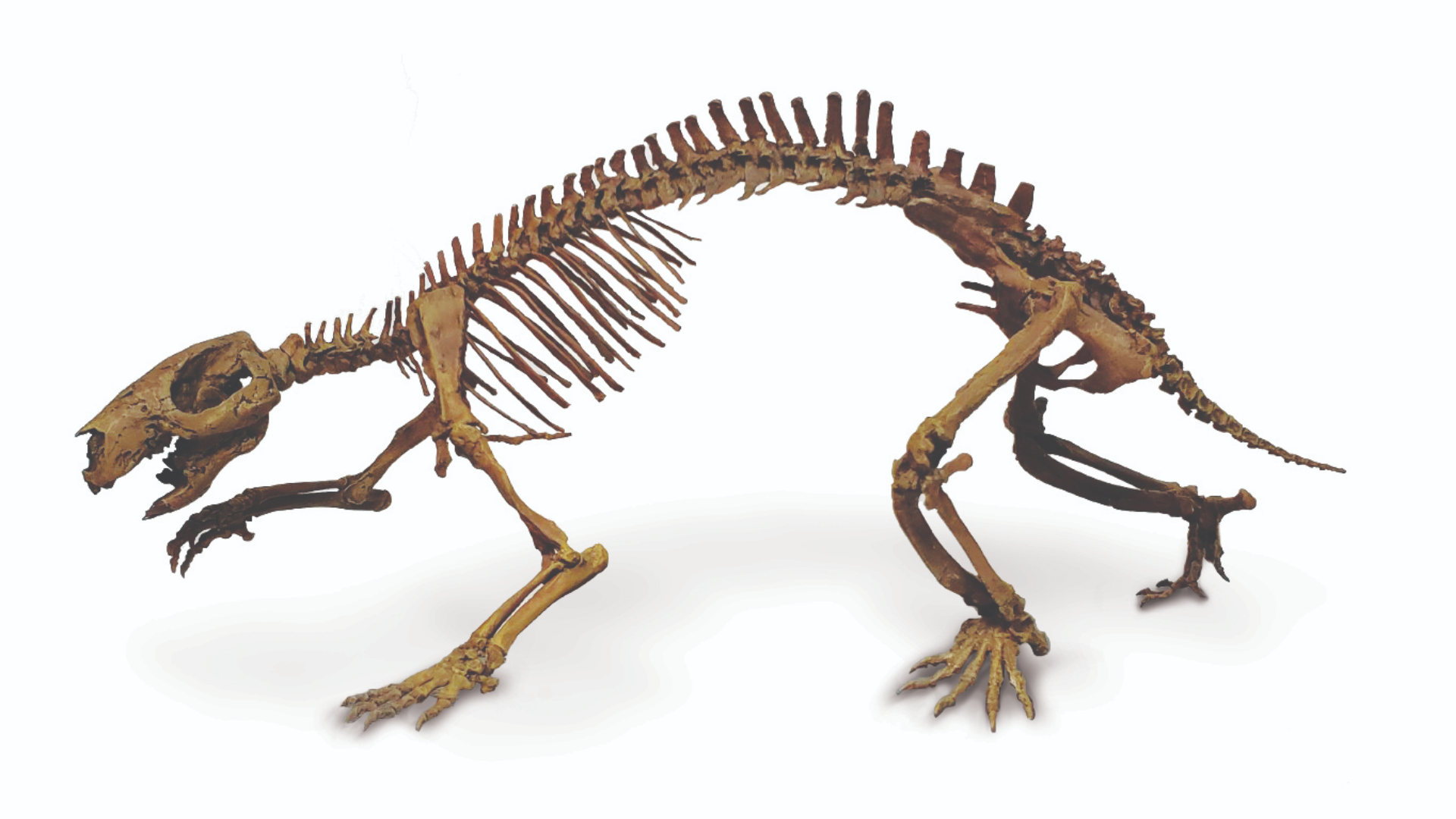 Denver paleontologist discovers bizarre mammal from Mesozoic Era ...