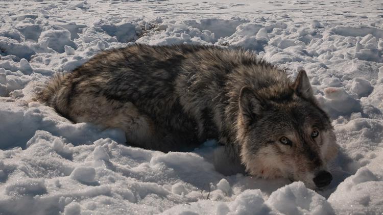 Nonprofit will transport wolves for Colorado reintroduction | 9news.com