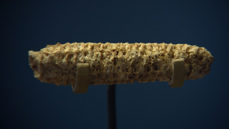 History Colorado marks dual anniversaries with rare artifacts, sweeping ...