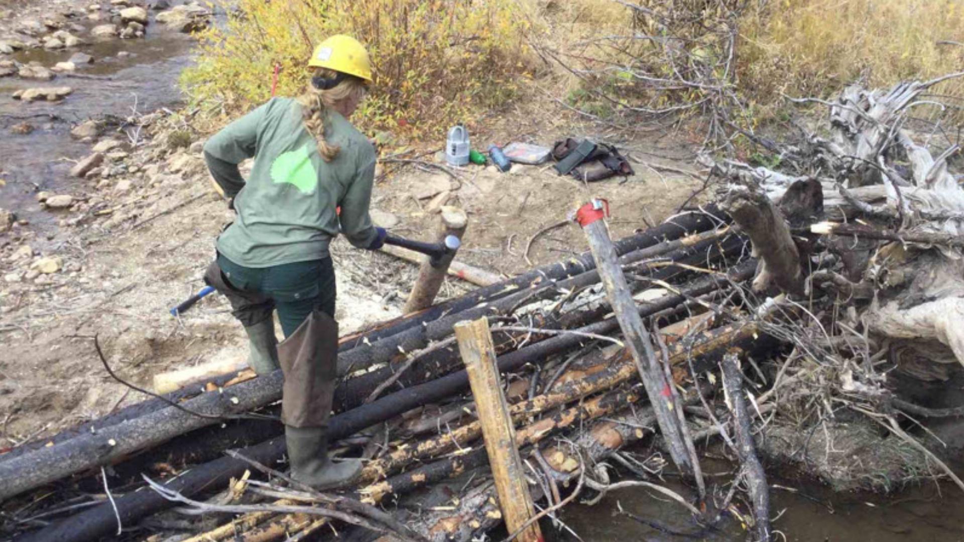 Llamas assist with Greeley water project | 9news.com
