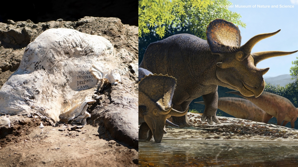 Denver museum exhibits one of the most complete Triceratops fossils ever found | 9news.com