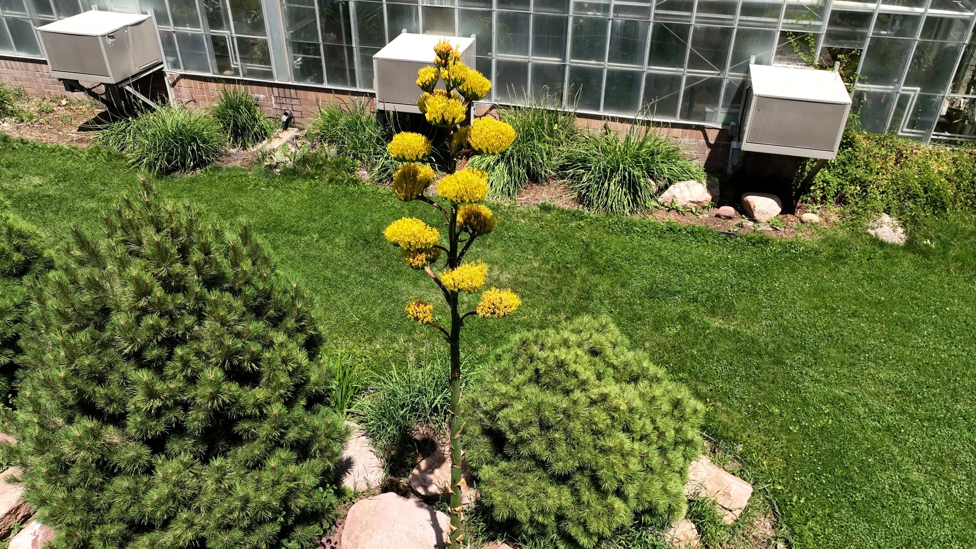 Rare agave plants bloom on CU Boulder campus | 9news.com