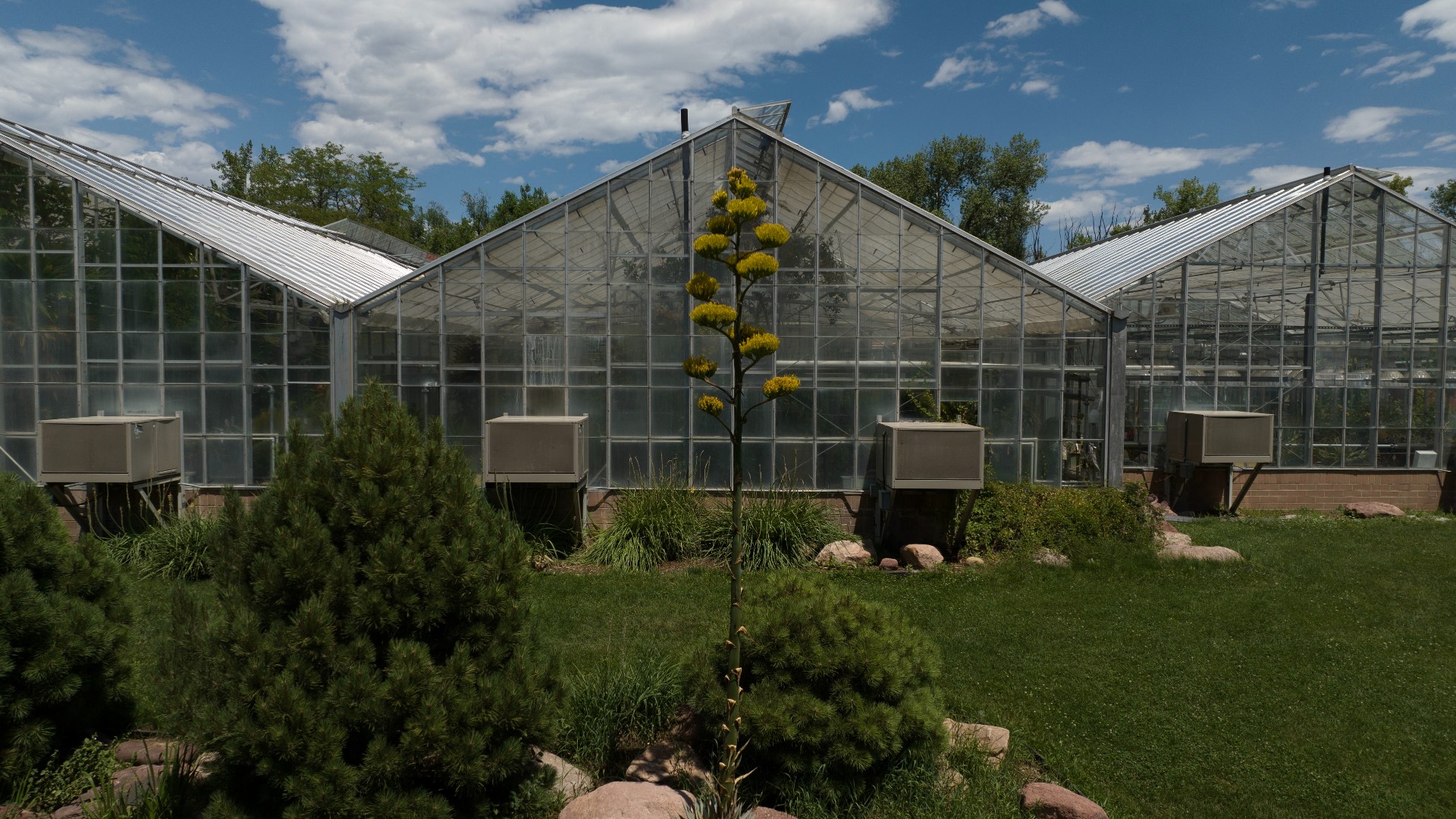 Agave 'century plants' bloom at CU Boulder after 30 years | 9news.com