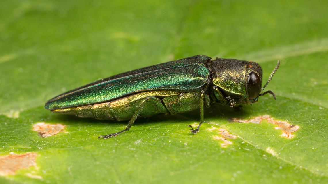 Emerald Ash Borer expanding Exponentially In Fort Collins 9news Emerald Ash Borer expanding Exponentially In Fort Collins 9news