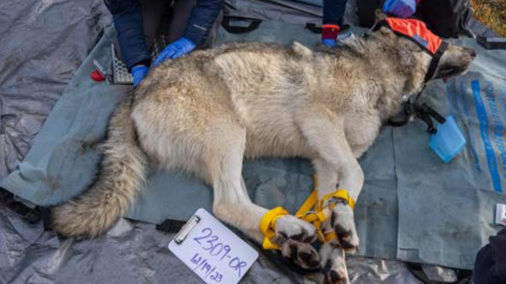 USFWS seeks information after wolf fatally shot in Colorado | 9news.com