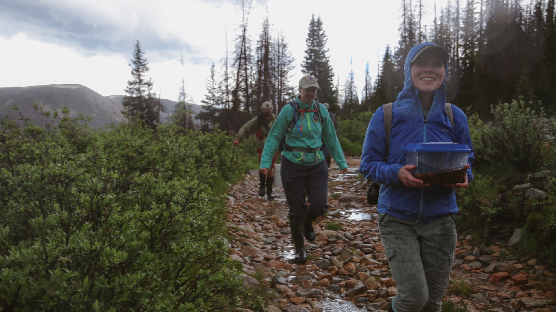 Endangered boreal toad tadpoles released into wild by Denver Zoo ...