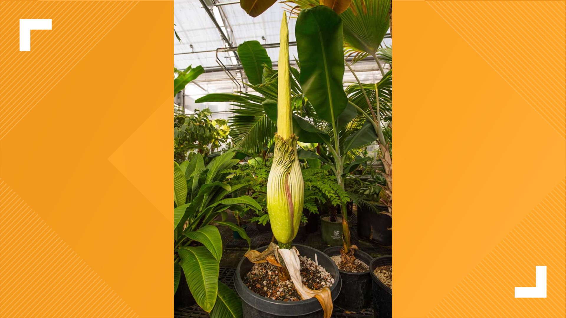 Corpse flower Little Stinker blooms at Denver Botanic Gardens | 9news.com