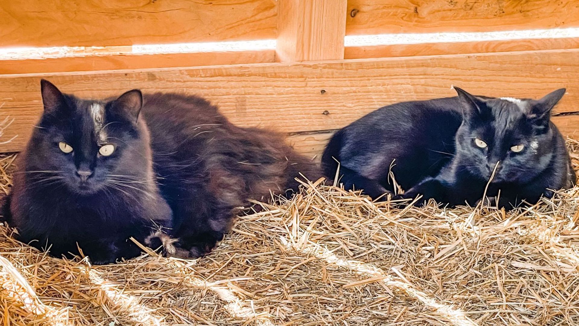 National Cat Day: Share your best feline photos with 9NEWS | 9news.com