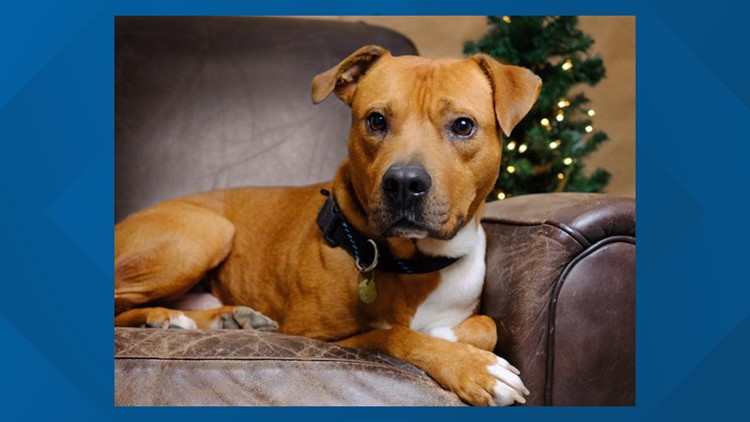 Dumb Friends League offering 50% off adoption fees for dogs | 9news.com