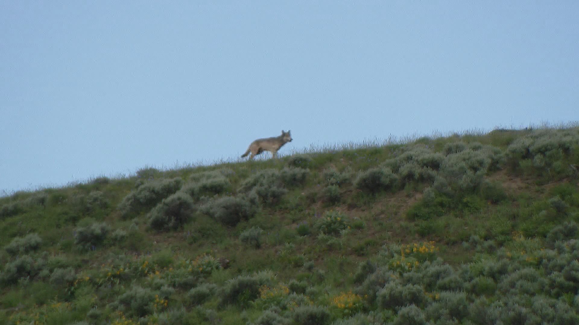 Wolves in Yellowstone National Park | 9news.com
