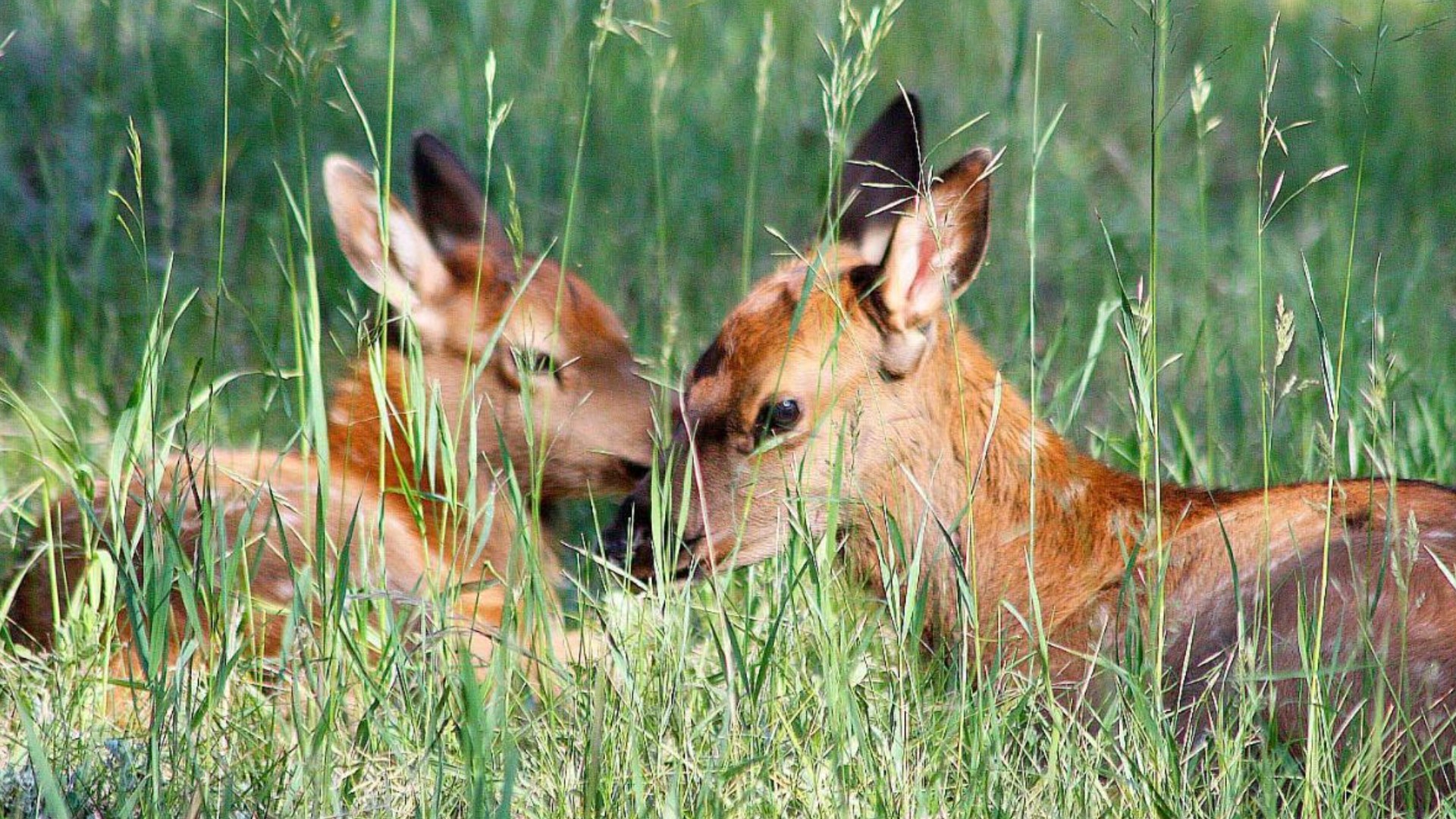 CPW: Respect nature and leave young wildlife in the wild | 9news.com