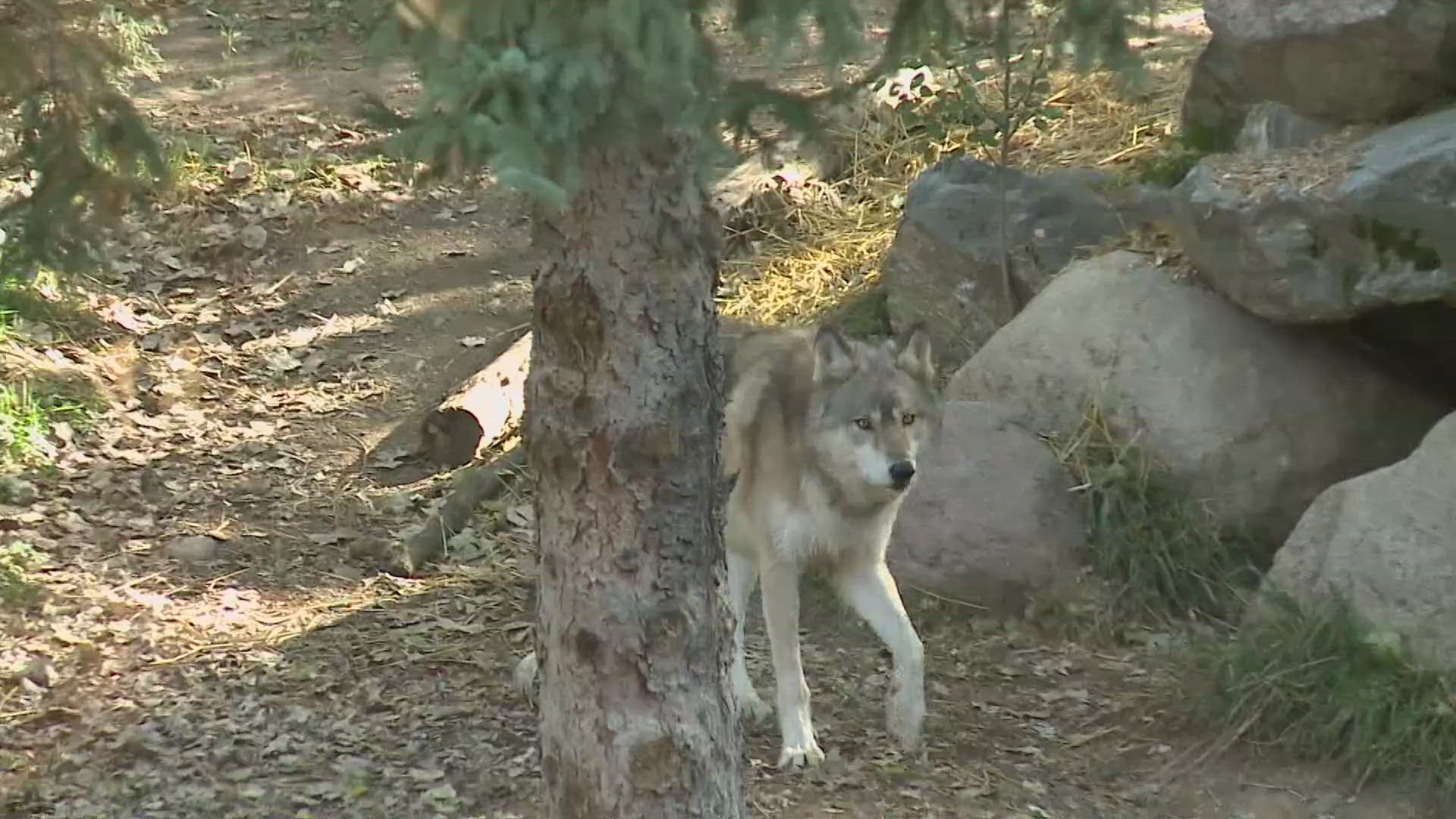 Report shows how Colorado wolf killed by mountain lion | 9news.com