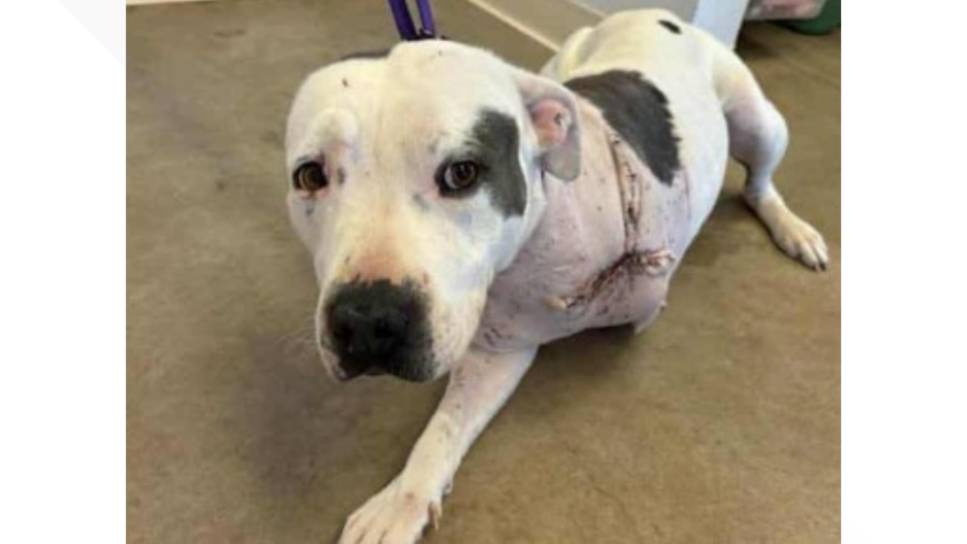Pitbull found shot, abandoned on eastern Colorado highway looking for ...