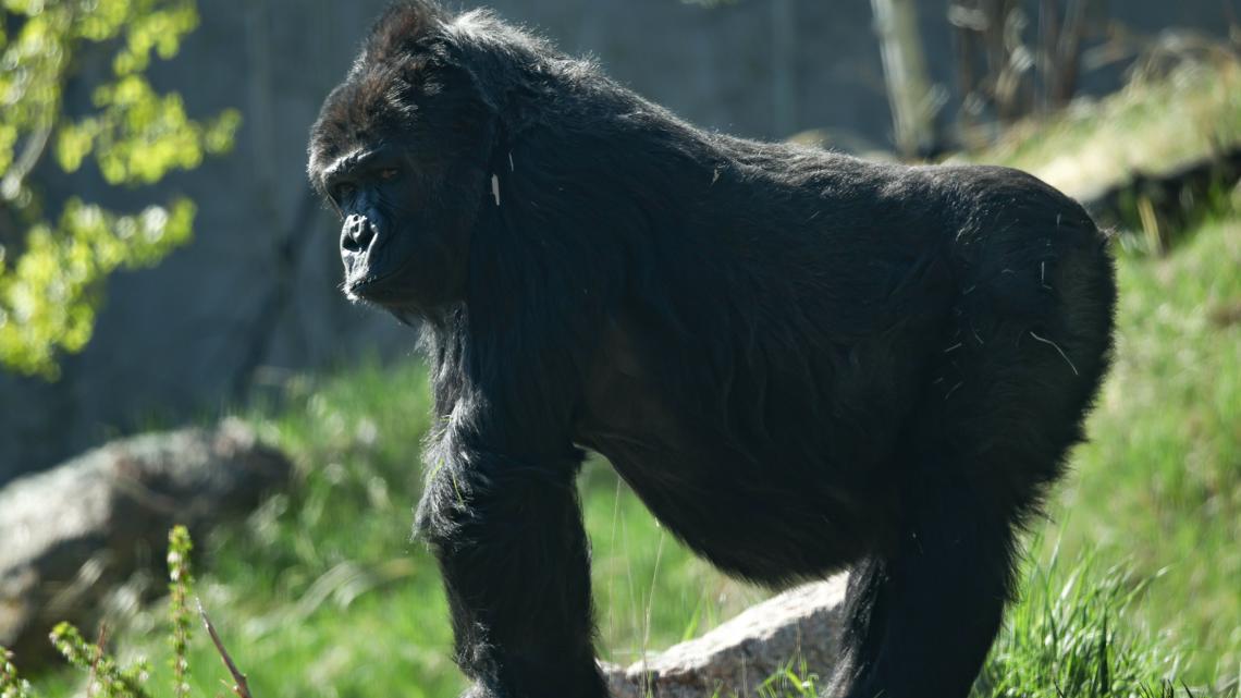 Cheyenne Mountain Zoo prepares to welcome new gorilla baby | 9news.com