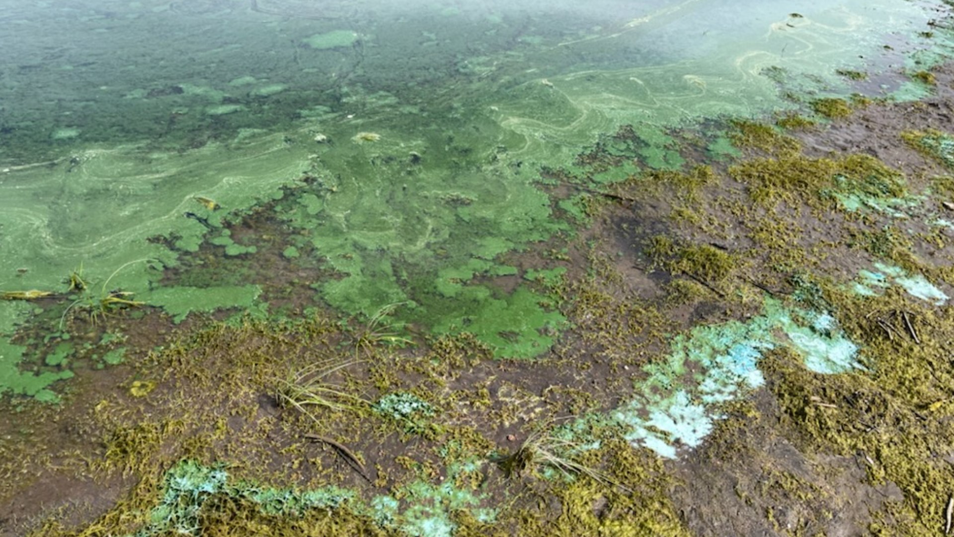 Toxic algae found in at least four locations in Colorado | 9news.com