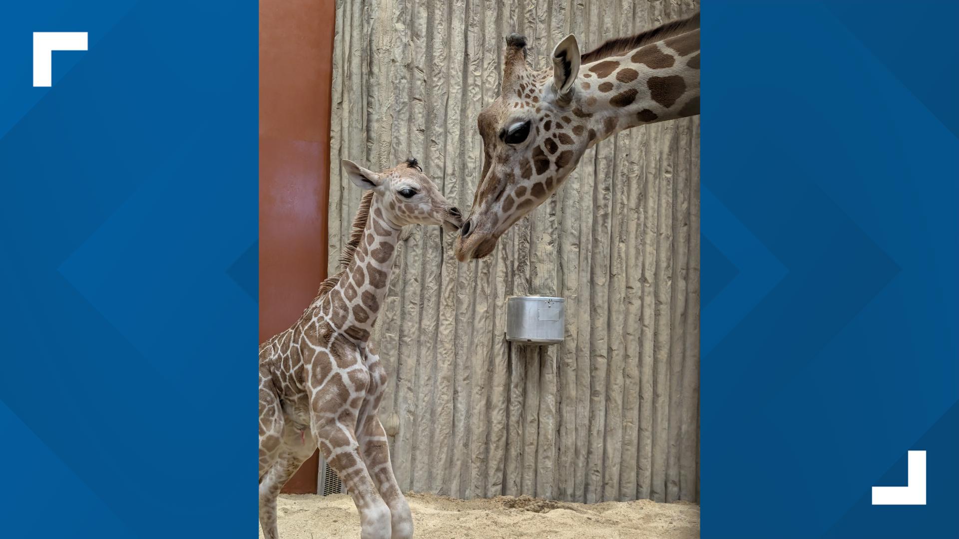 Baby giraffe born at Denver Zoo: See the cute first photos | 9news.com