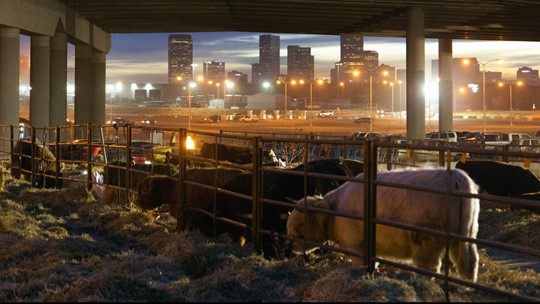 A guide to the 2025 National Western Stock Show in Denver | 9news.com