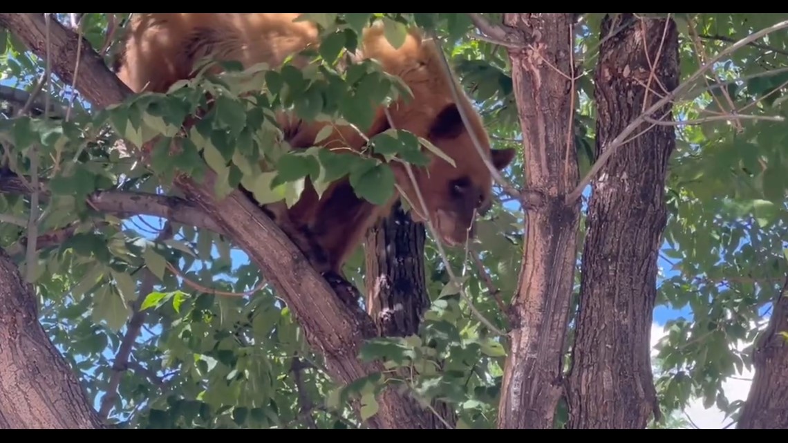 Bear in tree near Safeway in Loveland, Colorado | 9news.com