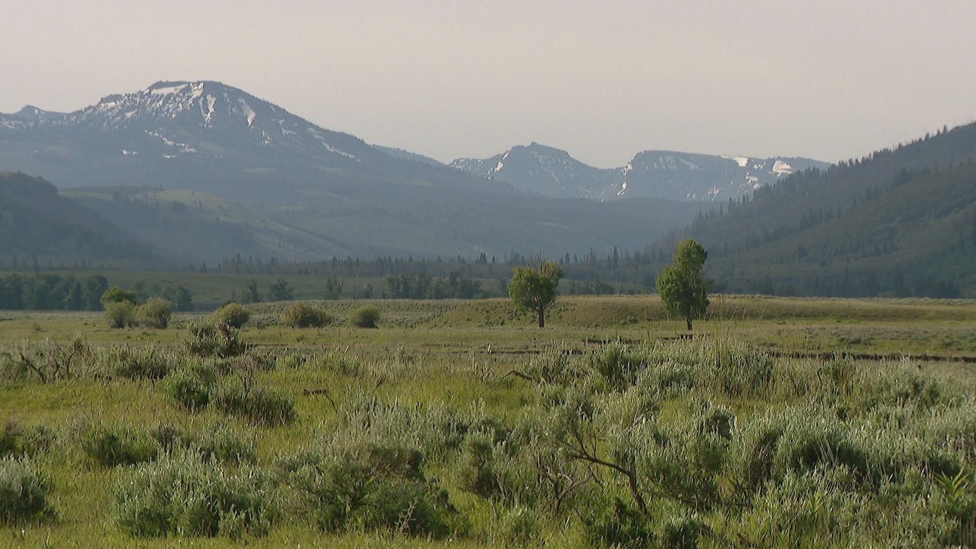 Yellowstone National Park wolves | 9news.com
