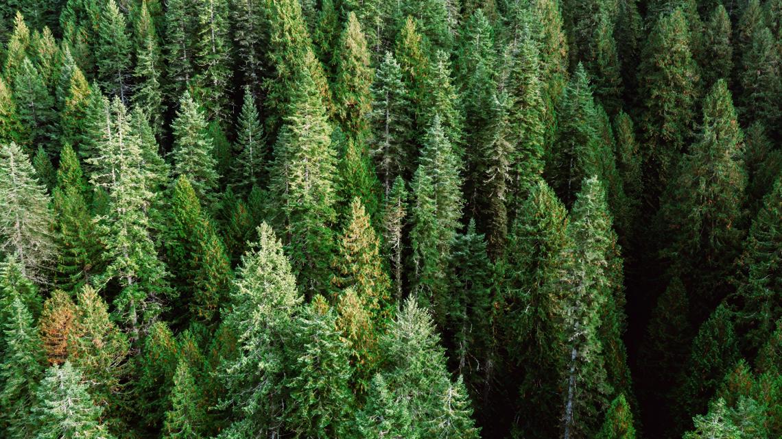 The 2026 US Capitol Christmas Tree has been picked | 9news.com