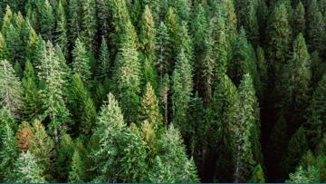 The 2026 US Capitol Christmas Tree has been picked | 9news.com