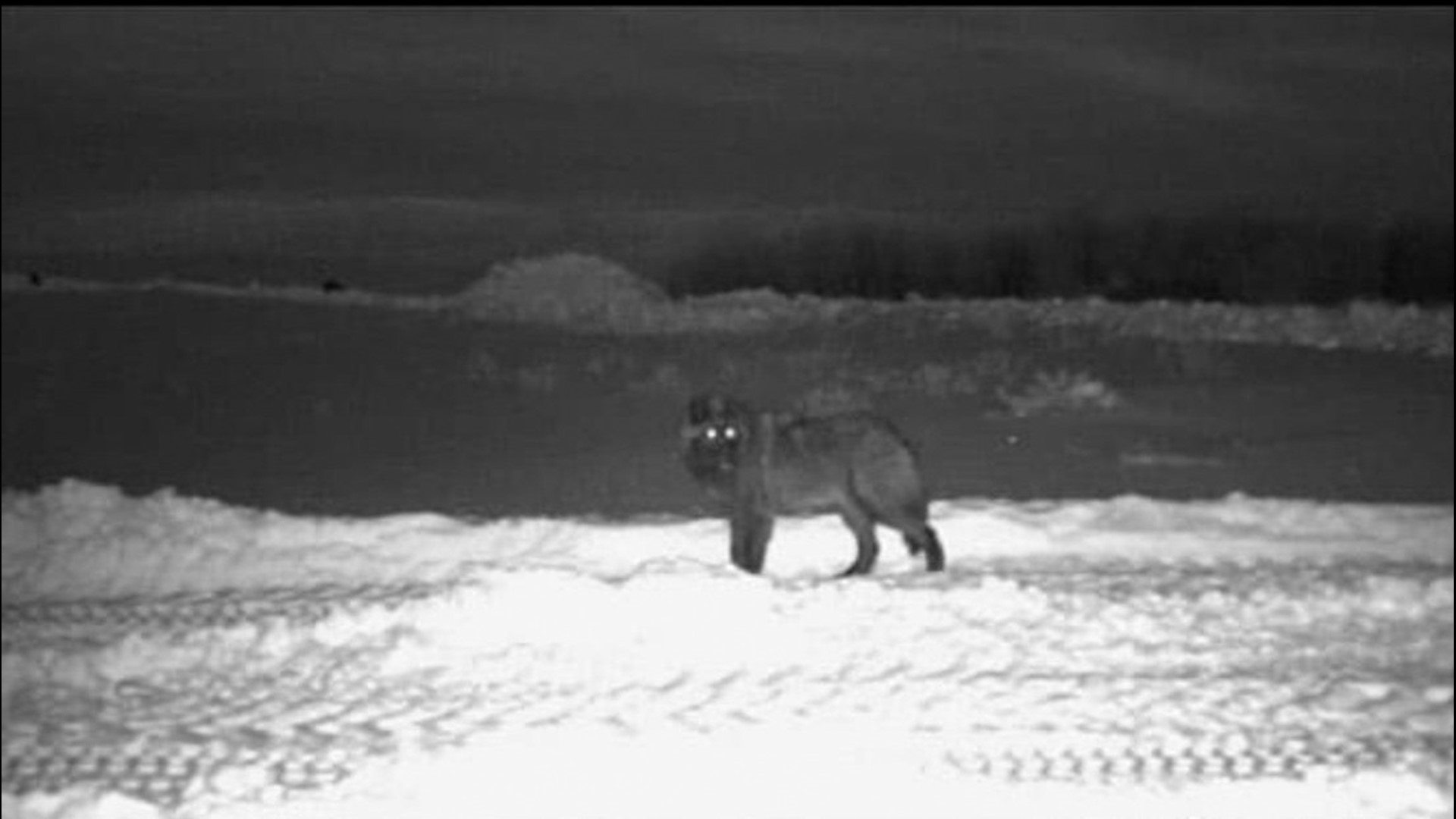 Cows, dog killed by wolves in Jackson County, Colorado | 9news.com