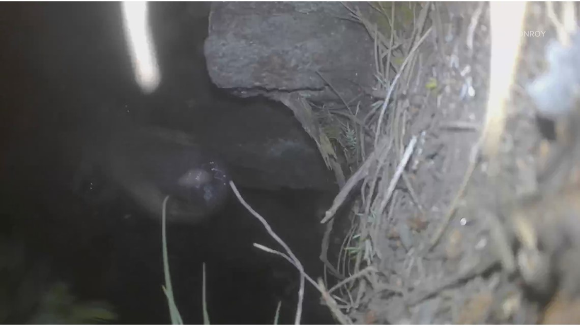 Watch this bear try to eat a home security camera | 9news.com