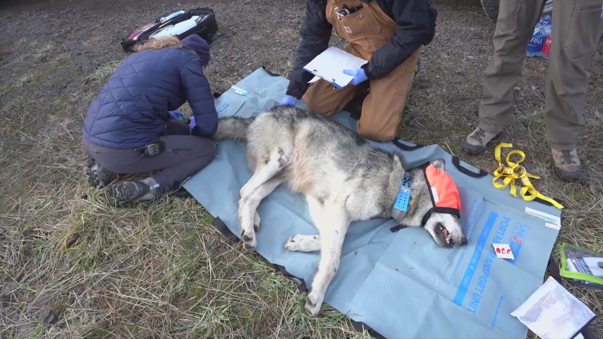 The federal government threatens to take control of Colorado's wolf ...