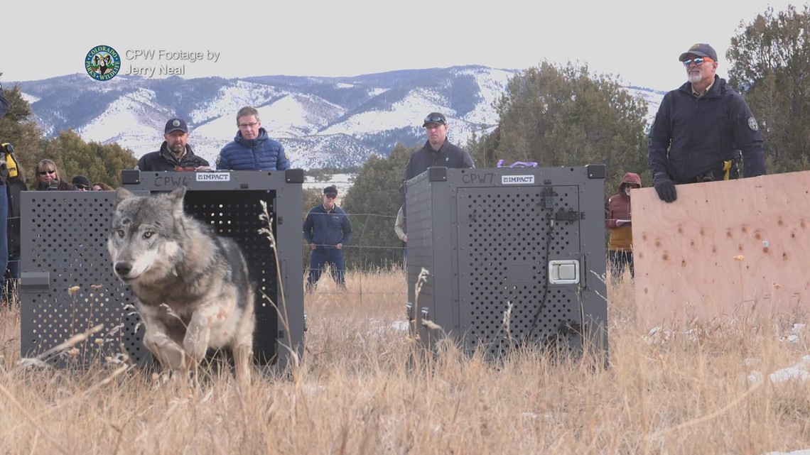 Pair of Colorado wolves wandering toward Wyoming border | 9news.com