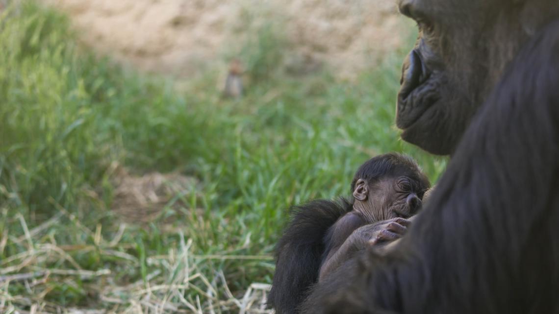 Cheyenne Mountain Zoo welcomes endangered baby gorilla after 13 years | 9news.com