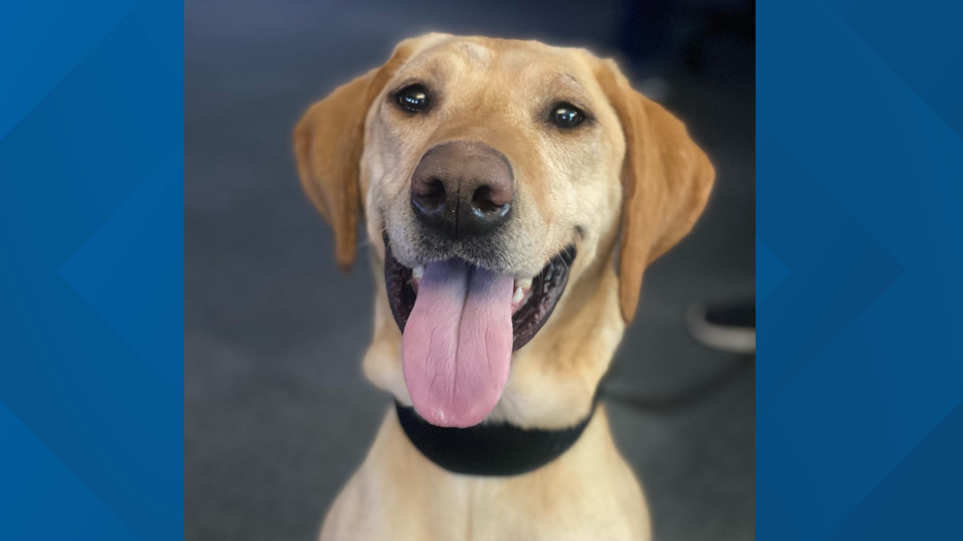 Meet Astro: Boulder PD introduces first police K9 in 20 years | 9news.com