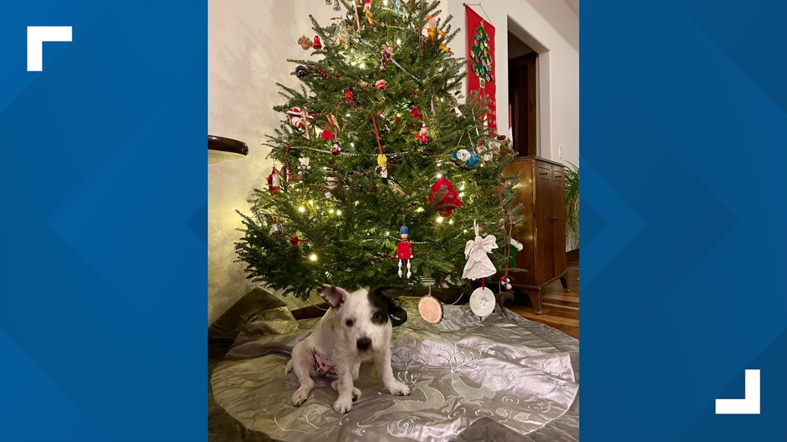 Dog saved from Wheat Ridge strangling is adopted | 9news.com