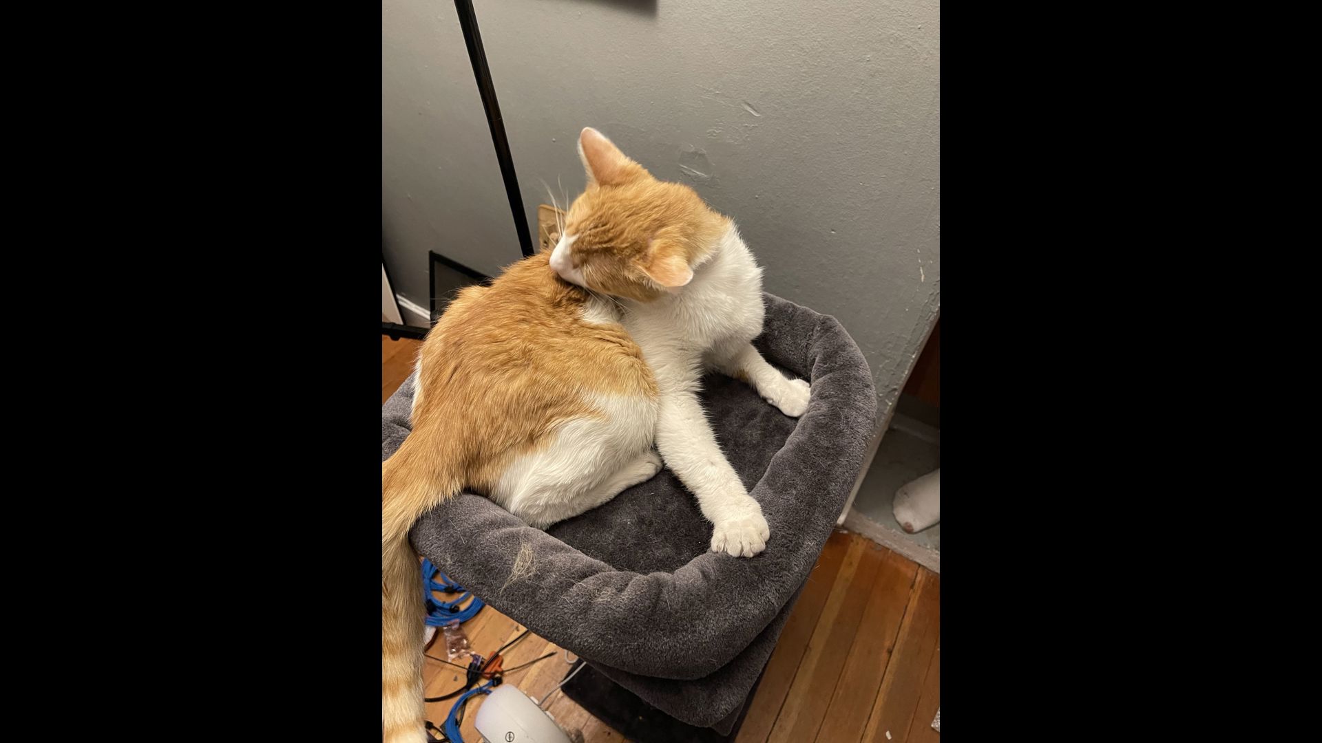 Global Cat Day photos | 9news.com