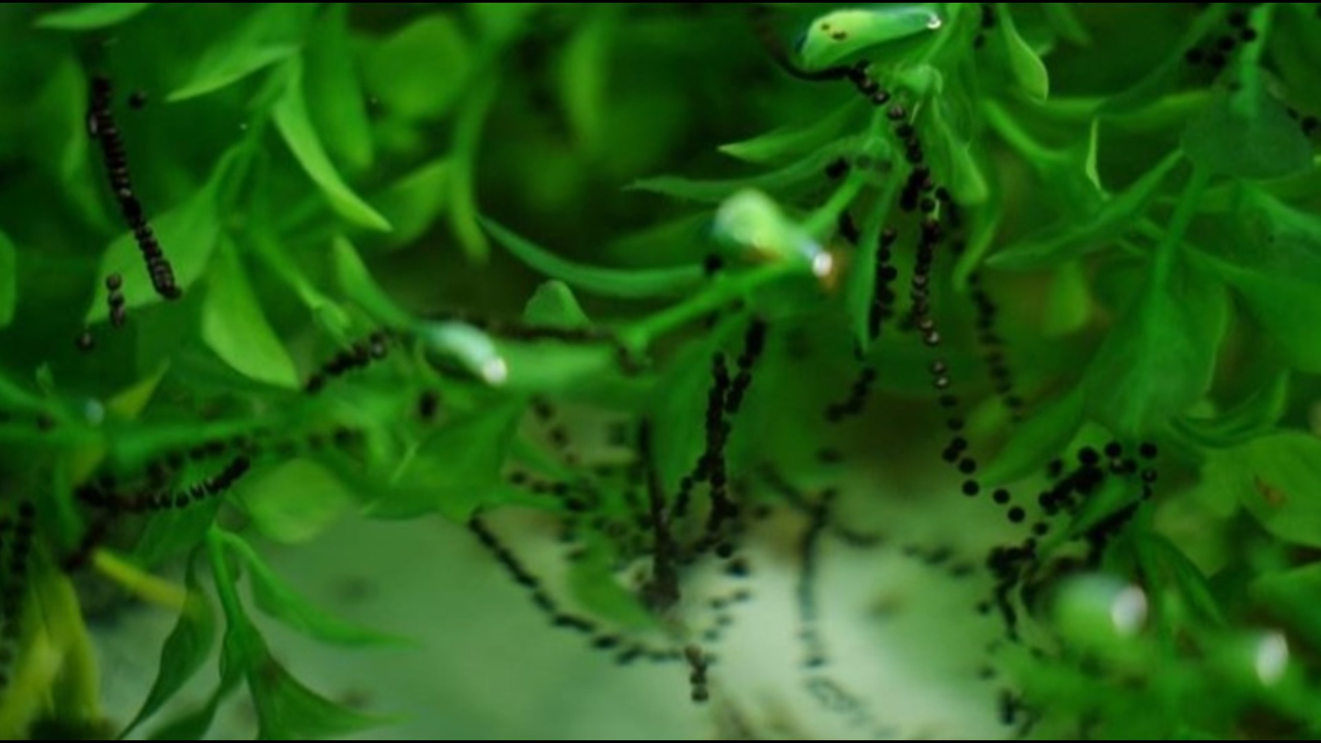 'The species is in trouble': Colorado's race to save boreal toads ...