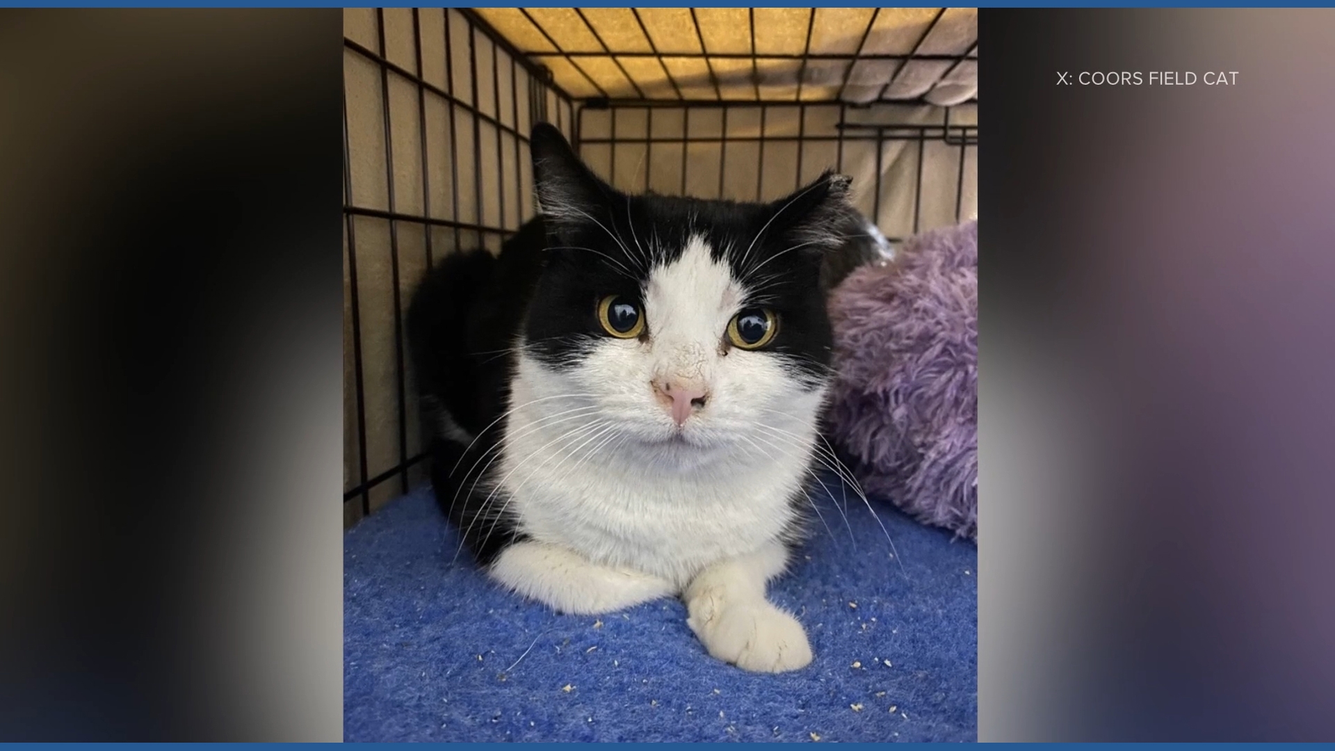 Coors Field cat spotted after going missing for 4 weeks | 9news.com