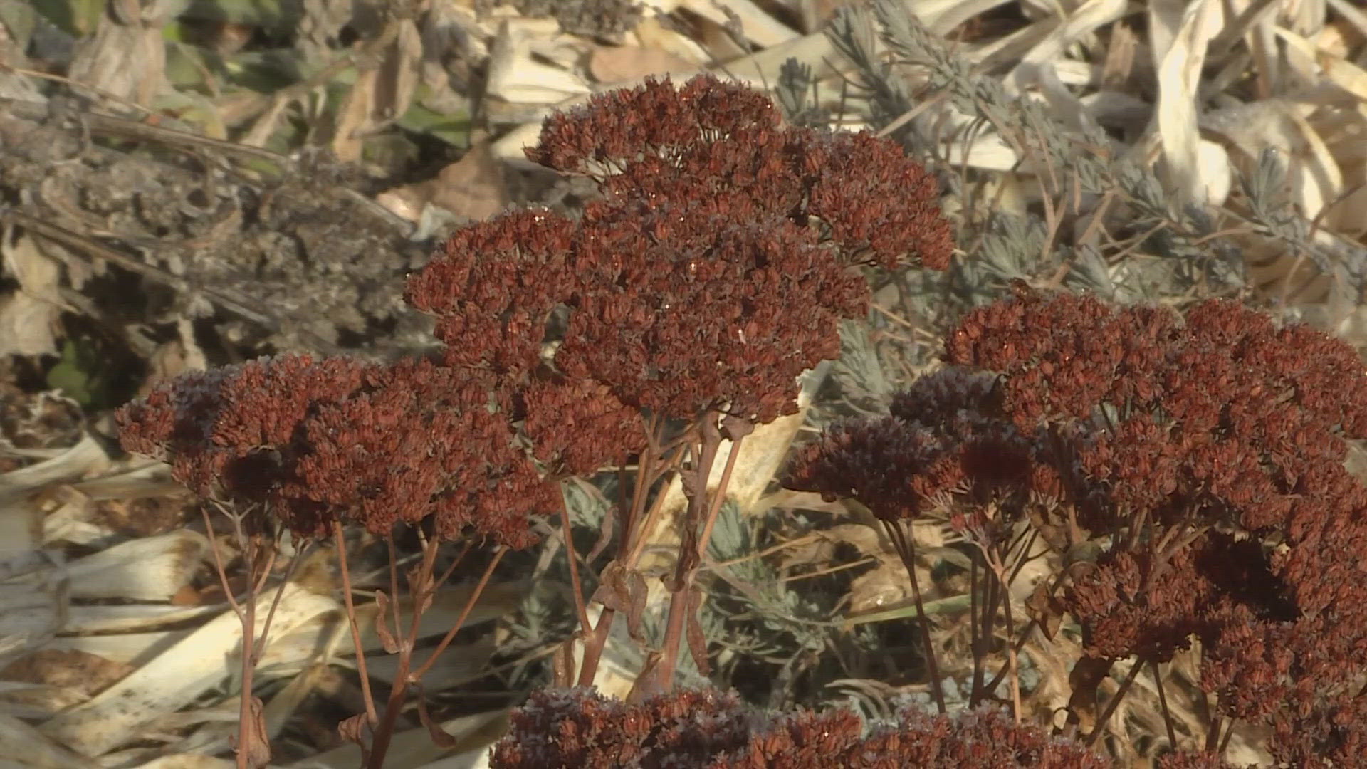 US will exit dozens of international organizations as it further ...