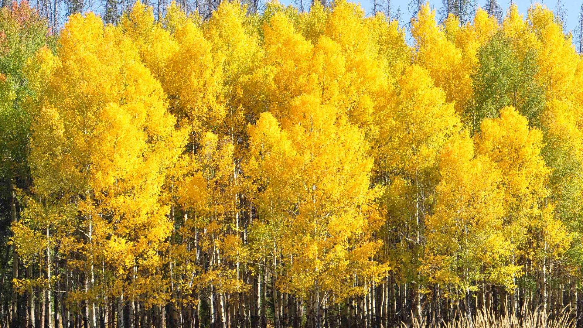 9 hikes to see fall colors, changing leaves in Colorado | 9news.com