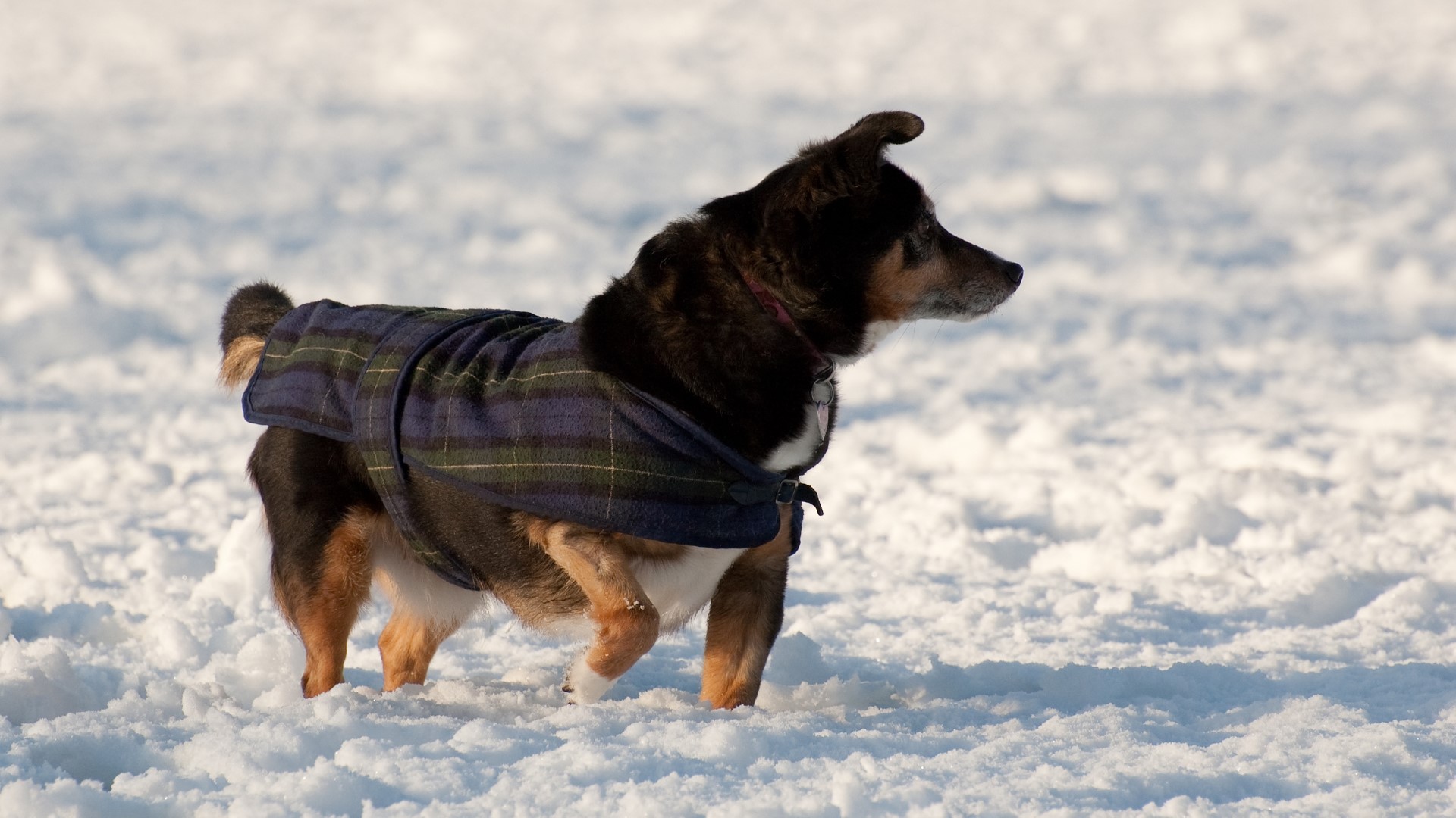 Pets in cold weather: Tips for protecting animals in below-freezing ...