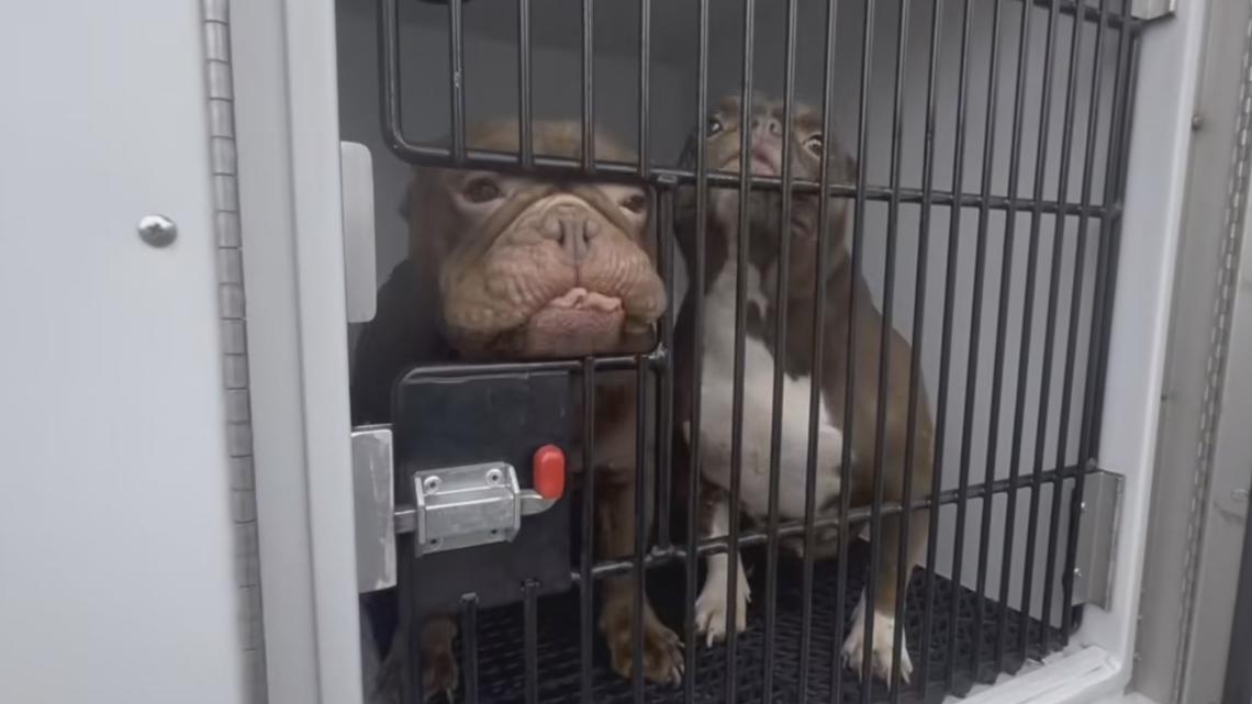 Couple arrested after animals, children found living in 'squalor ...