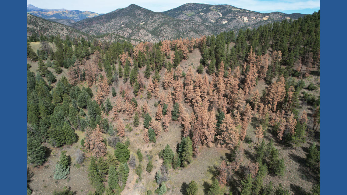 Front Range beetle outbreak grows nearly 150% | 9news.com