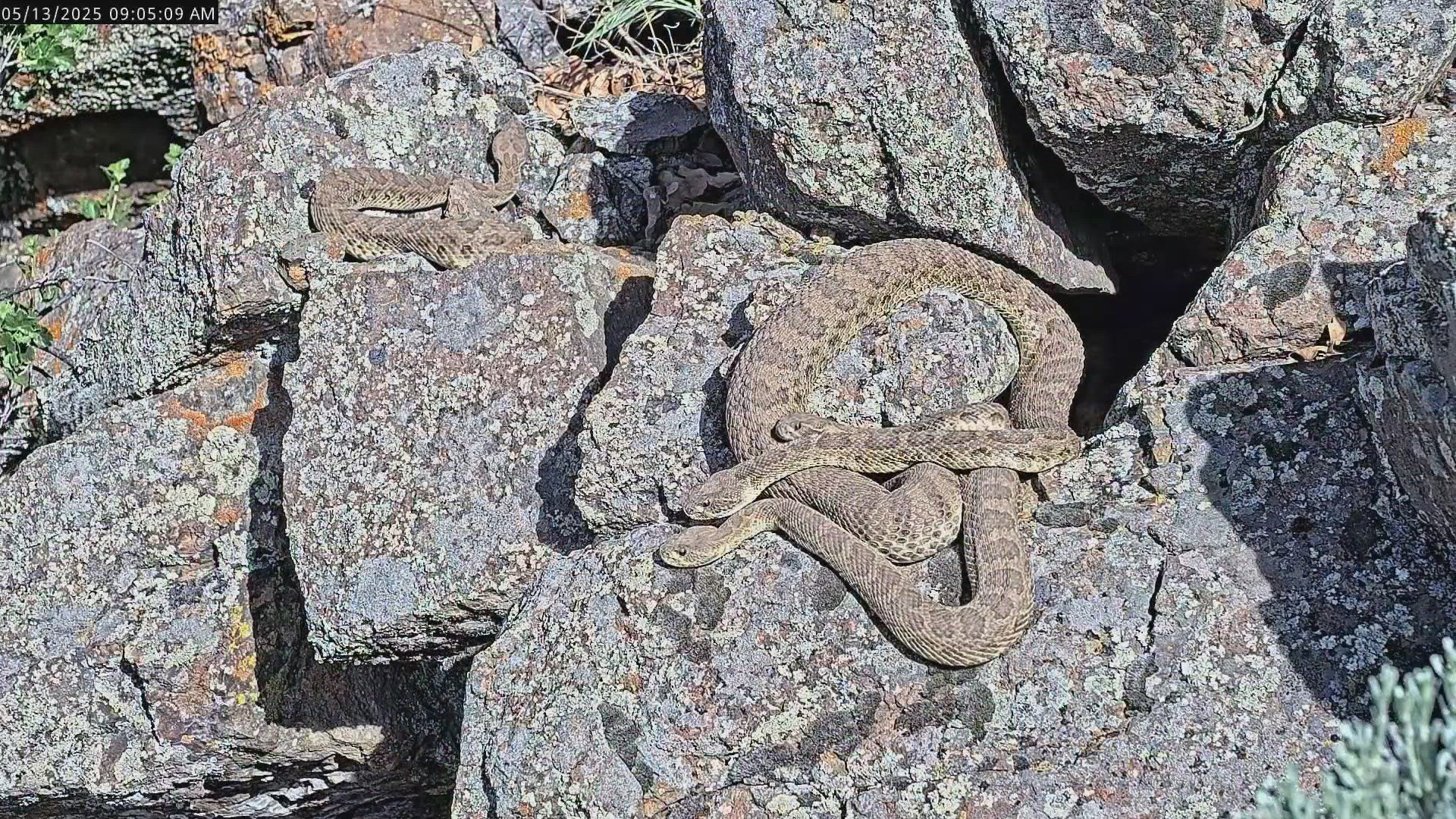 Rattlesnake ‘mega den’ in Colorado offers live peek as snakes emerge ...