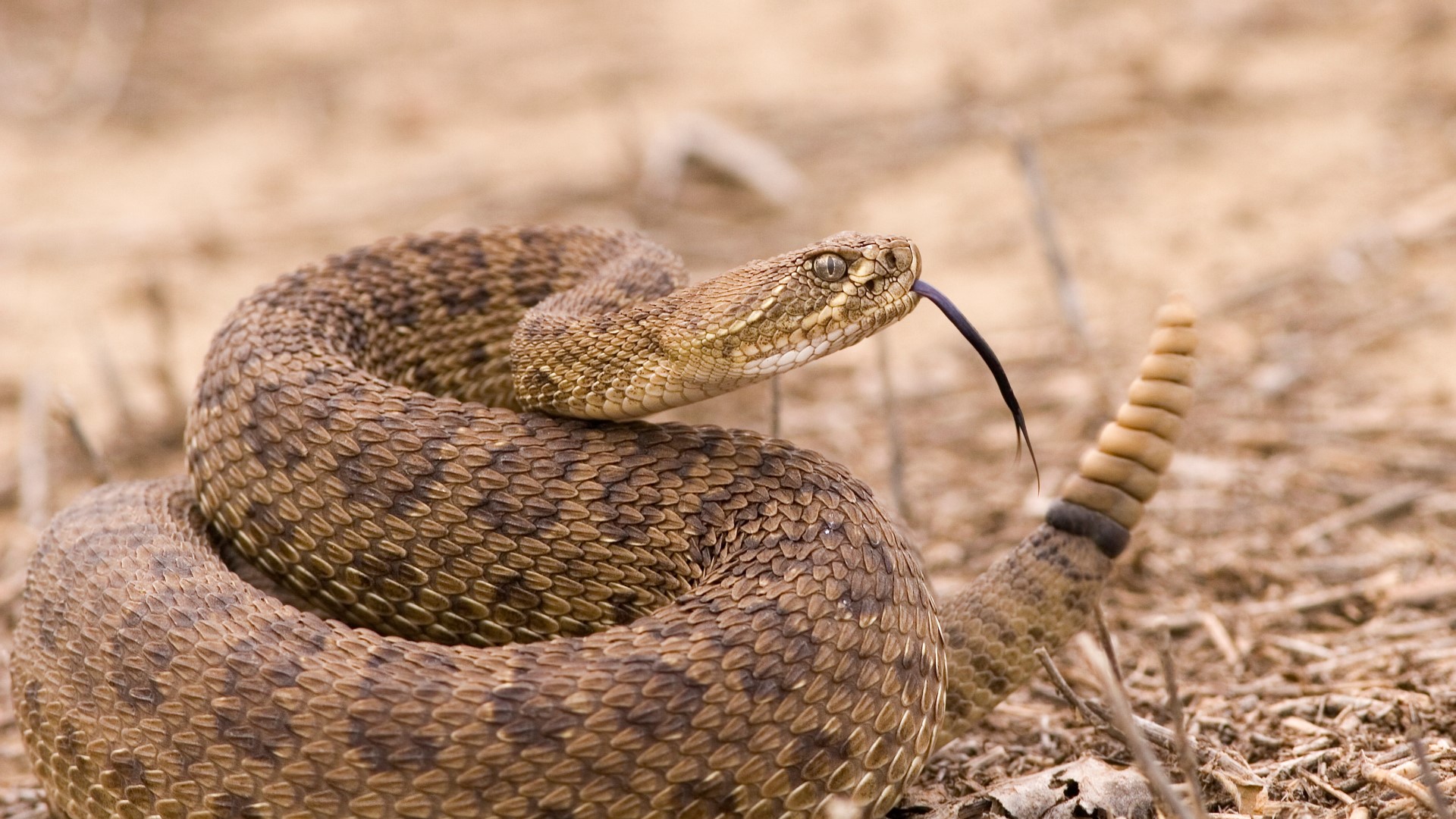 Tips to protect yourself and survive a rattlesnake bite | 9news.com