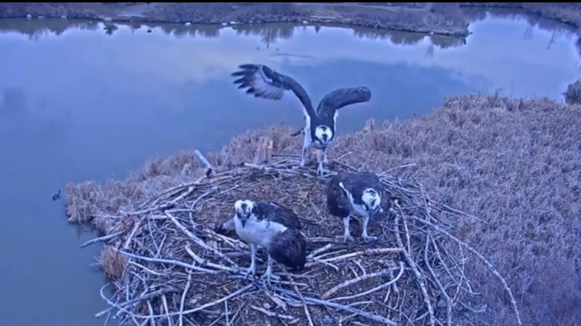 Thirsty males keep falling in love with this osprey in Boulder County ...