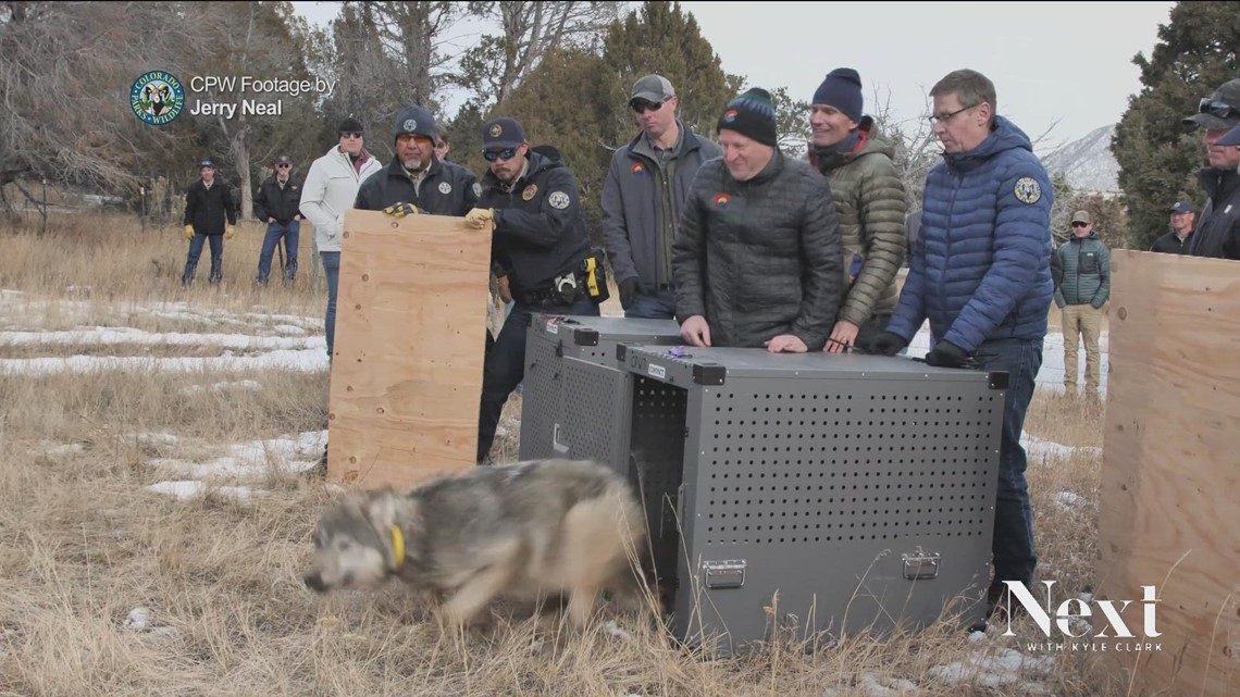 3 Colorado wolves came from packs that killed livestock in Oregon ...