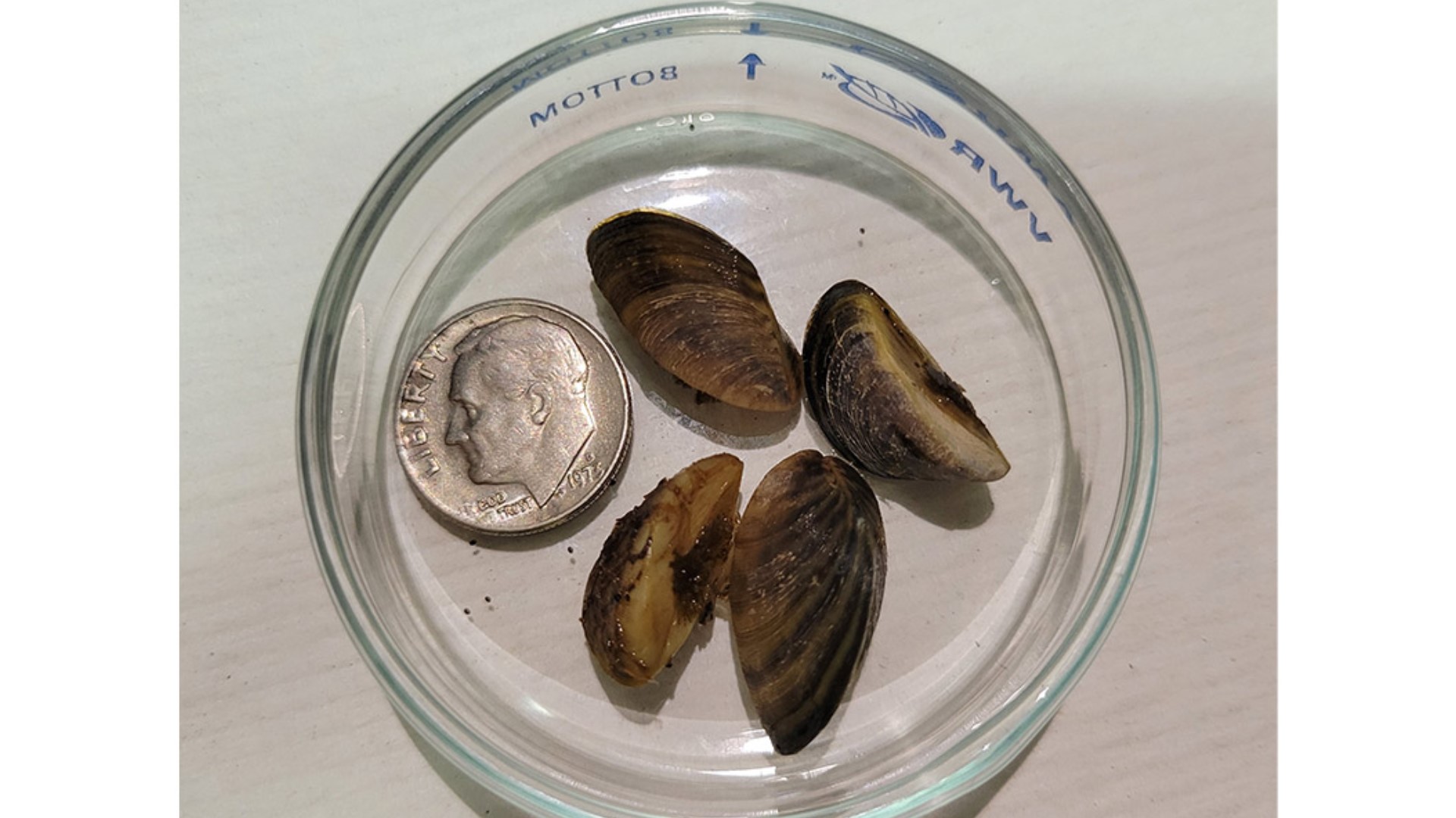Western Colorado lake to be emptied to remove invasive mussels | 9news.com