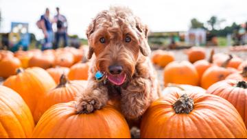 9 Things to do in Colorado: Fall festival guide this Sept 26-28 weekend ...