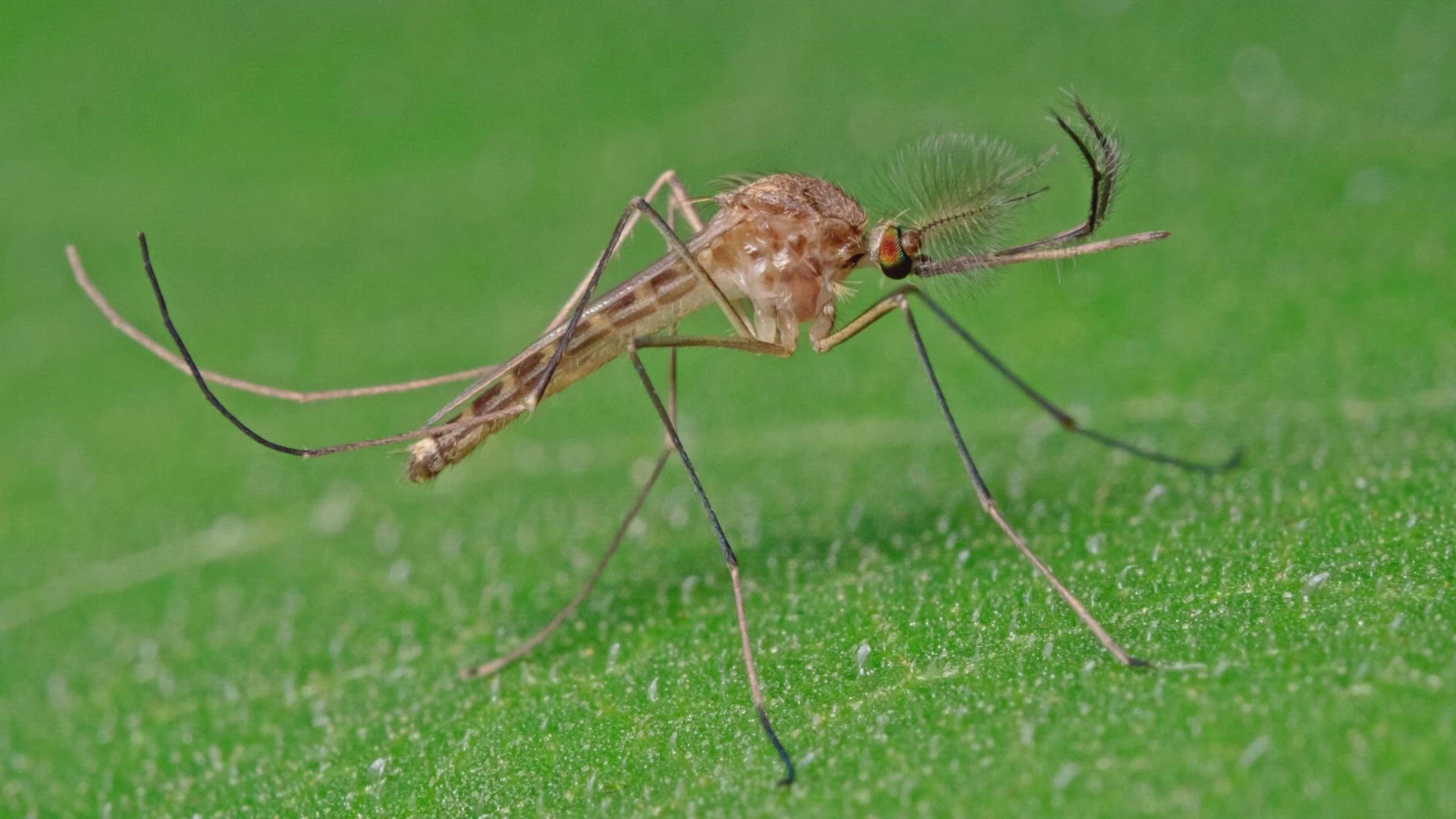 First wild mosquitoes found in Iceland | 9news.com